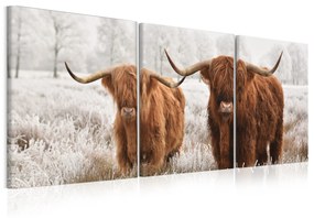 Malvis ® Obraz Skotský náhorní skot ROZMĚR (šířka x výška): třídílný obdélník 120x80 cm