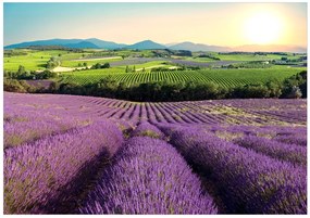 Fototapeta - Lavender Field