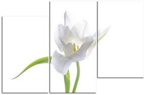 Obraz na plátně - Tulipán 181D (150x100 cm)
