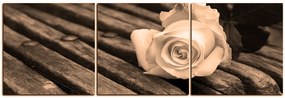 Obraz na plátně - Bílá růže na lavici - panoráma 5224FB (120x40 cm)