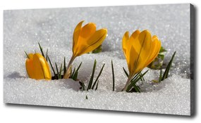 Wallmuralia Foto obraz na plátně do obýváku Krokusy ve sněhu 100x50