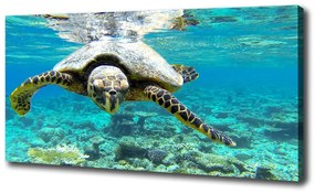 Wallmuralia Foto obraz na plátně Mořská želva 100x50