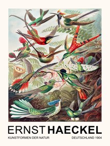 Obrazová reprodukce Trochilidae–Kolibris / Birds (Vintage Academia) - Ernst Haeckel, (30 x 40 cm)