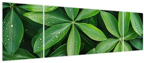 Obraz - Listy s kapkami rosy (170x50 cm)