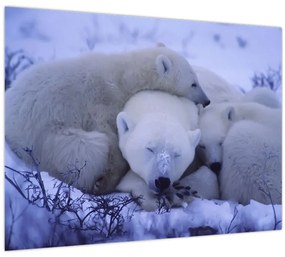 Obraz - Lední medvídci (70x50 cm)