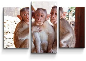 Sablio Obraz - 3-dílný Opičky - 75x50 cm