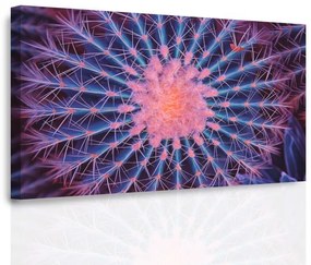 Malvis ® Obraz na plátně Makro kaktus Velikost: 120x80 cm
