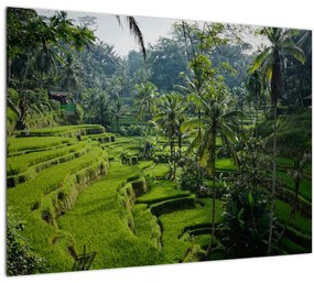 Skleněný obraz rýžových teras Tegalalang, Bali (70x50 cm)