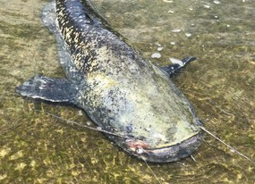 Malvis Tapeta Sumec velký Vel. (šířka x výška): 216 x 140 cm