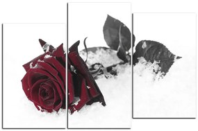 Obraz na plátně - Růže na sněhu 1103FD (105x70 cm)