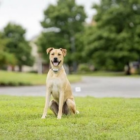 PetSafe® Elektrický ohradník pro psy Classic