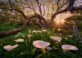HEYE Puzzle Magic Forests: Kornoutice africká / 1000 dílků / 70 x 50 c