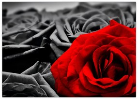 Obraz - Květy růží (70x50 cm)