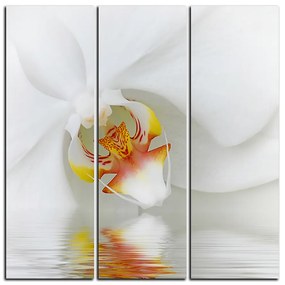 Obraz na plátně - Detailní záběr bílé orchideje - čtverec 3223B (75x75 cm)