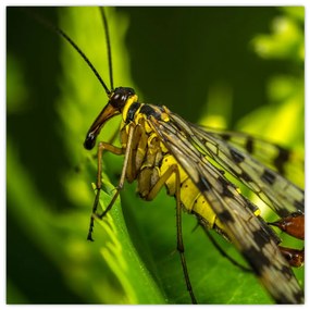Obraz hmyzu (30x30 cm)