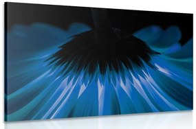 Obraz modrá gerbera na tmavém pozadí - 90x60 cm