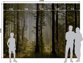 Fototapeta na zed' Zasluněný Les | 360 x 254 cm | DFTS0181