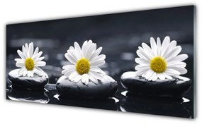 akrylový obraz Sedmikráska Kameny Rostlina 125x50 cm