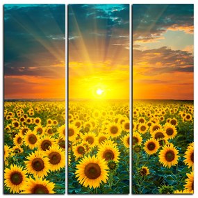 Obraz na plátně - Slunečnicová pole při západu slunce - čtverec 3199B (105x105 cm)