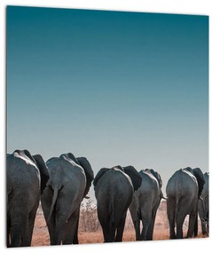Obraz - Odchod slonů (30x30 cm)