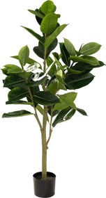 Fíkus v květináči 145 cm