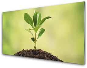 Obraz na skle Půda Rostlina Růst 100x50 cm