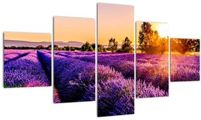 Obraz levandulového pole, Provence (125x70 cm)