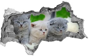 Wallmuralia Díra 3D fototapeta nálepka Tři kočky na dece 95x73 cm