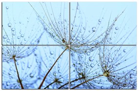 Obraz na plátně - Pampelišková semínka s kapkami vody 1202E (90x60 cm)