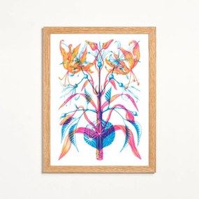 Filip Šenkeřík | Hybrid II – Lilencyclia Liliaceum Rám: Černý, Velikost: 40 x 30 cm