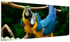 Obraz papoušků na laně (100x40cm)