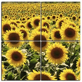 Obraz na plátně - Slunečnice - čtverec 3146E (100x100 cm)