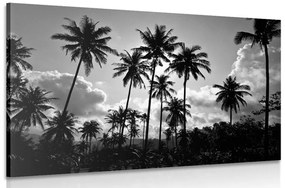 Obraz kokosové palmy na pláži v černobílém provedení - 60x40 cm