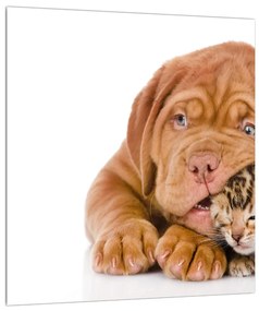 Obraz psa s kotětem (30x30 cm)