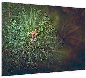Skleněný obraz - Detail borovice (70x50 cm)