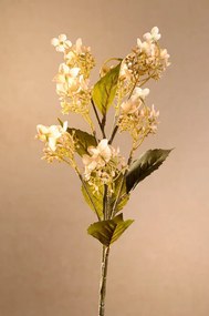 Paramit DRY WILD HYDRANGEA Aranžovací květina krémová 62 cm