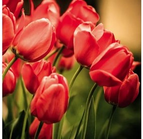 FL-170-004 Samolepicí fototapety na podlahu Červené tulipány | 170 x 170 cm