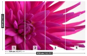 Fototapeta Dahlia Pink 104x70