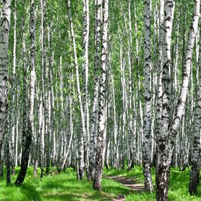 Ozdobný paraván Příroda březového lesa - 145x170 cm, čtyřdílný, obustranný paraván 360°