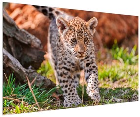 Obraz malého geparda (120x80 cm)