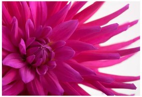 Fototapeta Dahlia Pink 104x70