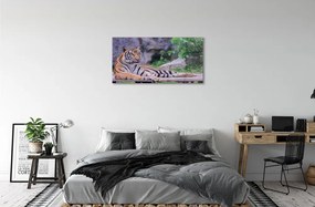 Obraz na skle Tiger v zoo 100x50 cm