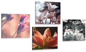 Set obrazů něžnost květin Varianta: 4x 60x60