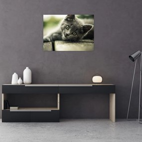 Skleněný obraz kotěte (70x50 cm)