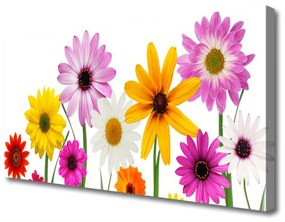 Obraz na plátně Barevné Květiny Příroda 100x50 cm