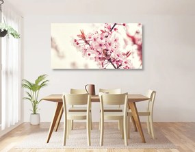 Obraz růžové květy třešně Varianta: 100x50