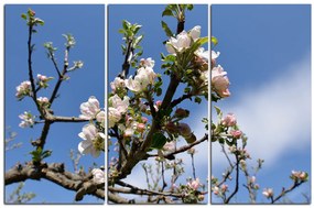 Obraz na plátně - Kvetoucí jabloň 147B (105x70 cm)