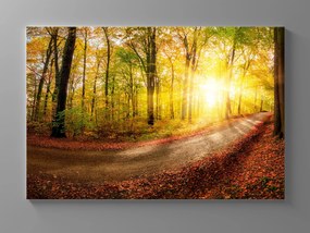 Liox Obraz sluncem zalesněná stezka Rozměr: 150 x 100 cm