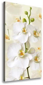 Wallmuralia Vertikální Foto obraz na plátně Bílá orchidej 50x100