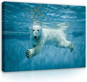 Obraz 80x60 Lední medvěd plavání pod vodou Arktida klid bílá světle modrá